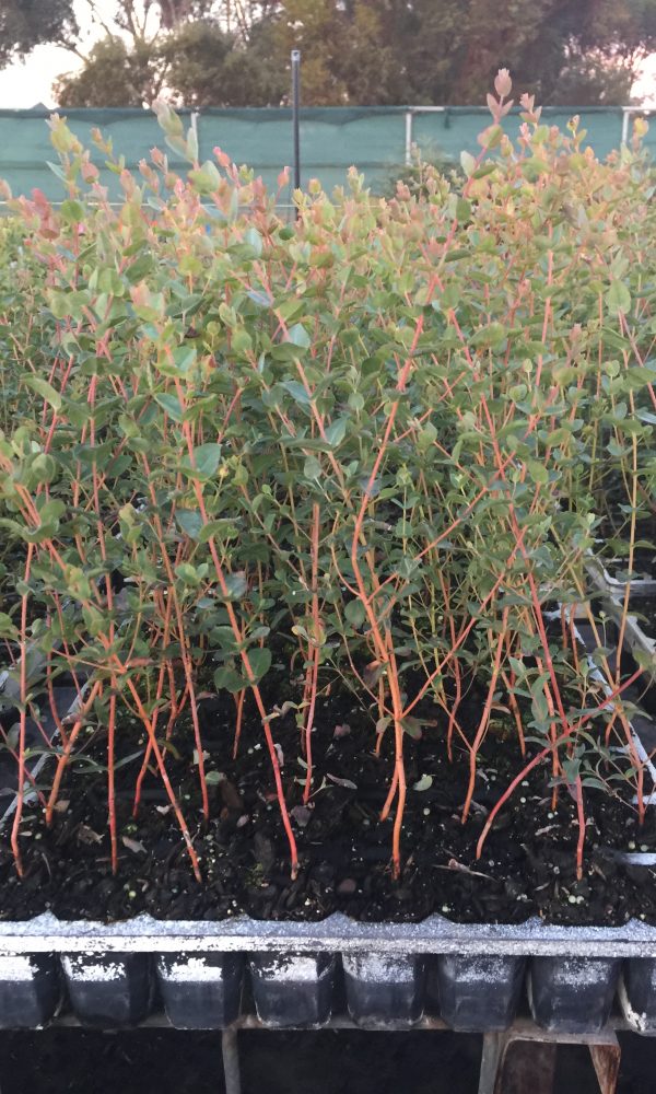 Salt Tolerant Species – Chatfields Tree Nursery