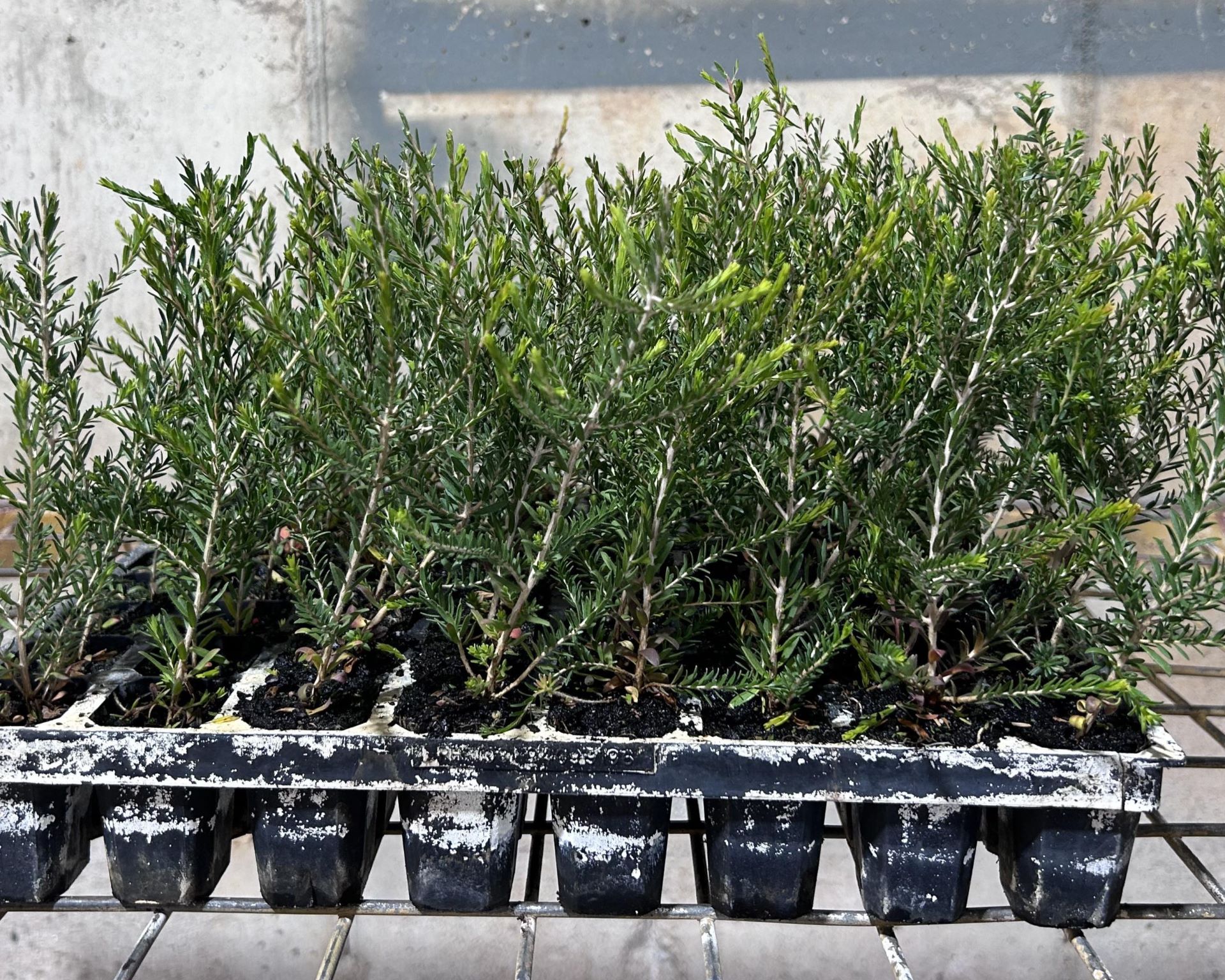 Melaleuca / Other Species – Chatfields Tree Nursery