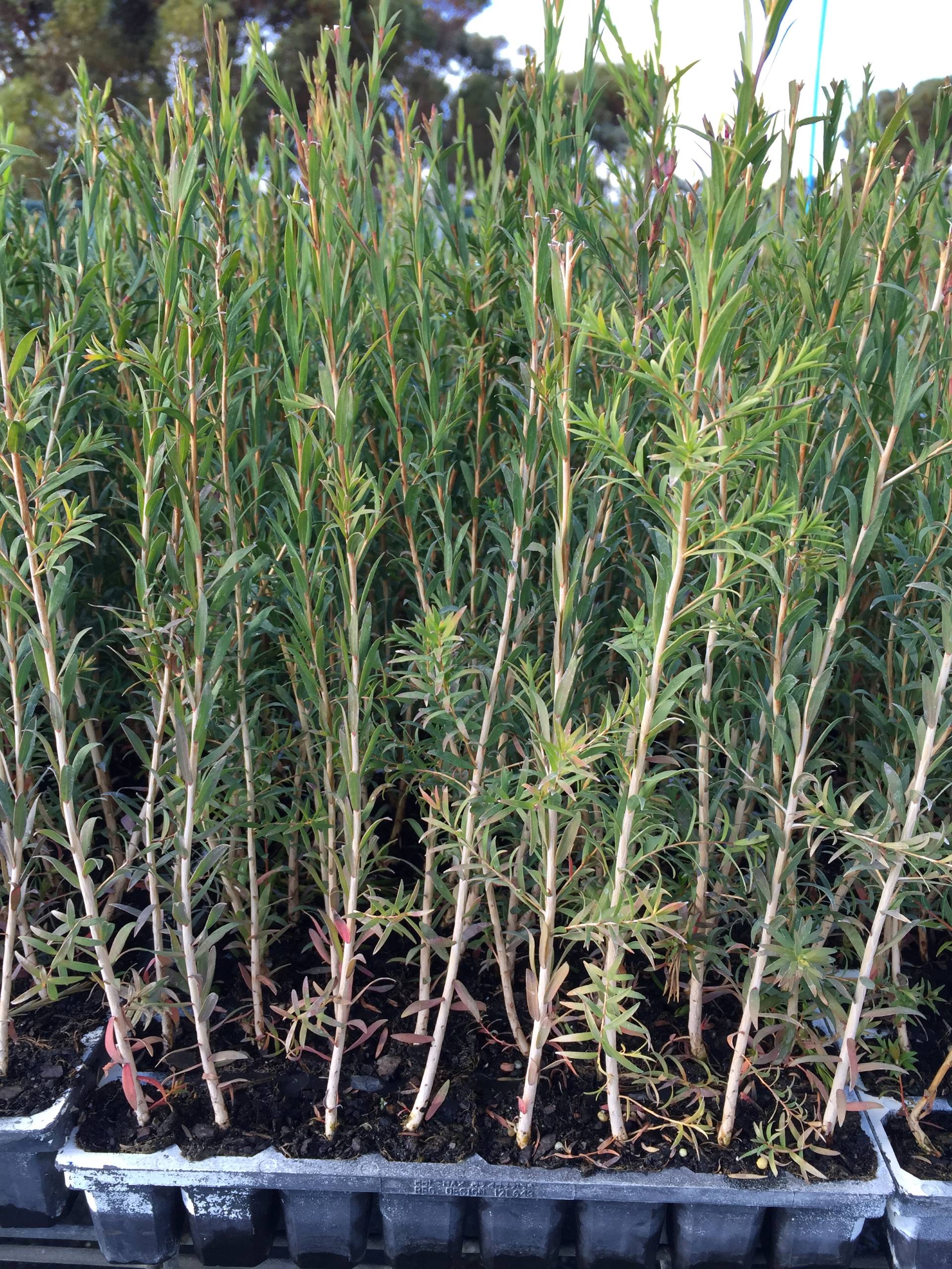 Melaleuca / Other Species – Chatfields Tree Nursery